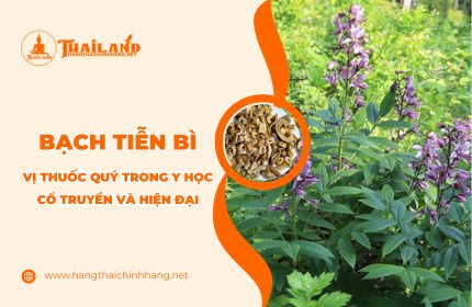 Bạch tiễn bì: Vị thuốc quý trong y học cổ truyền và hiện đại