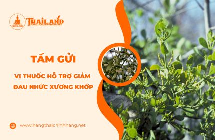 Tầm gửi: Vị thuốc chữa bệnh xương khớp không thể bỏ qua